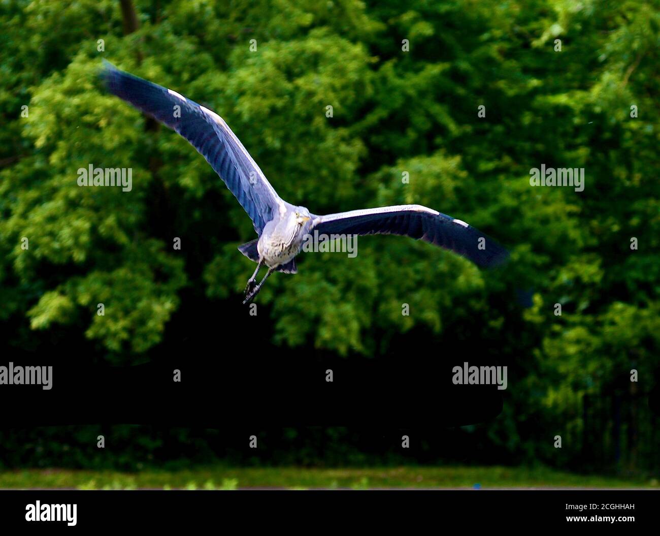 Heron in flight Stock Photo - Alamy