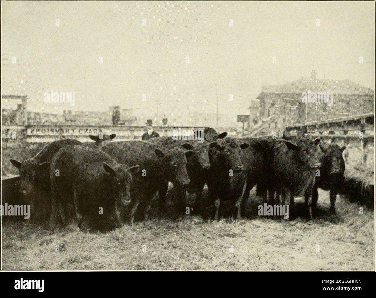 Fat steers hi-res stock photography and images - Alamy