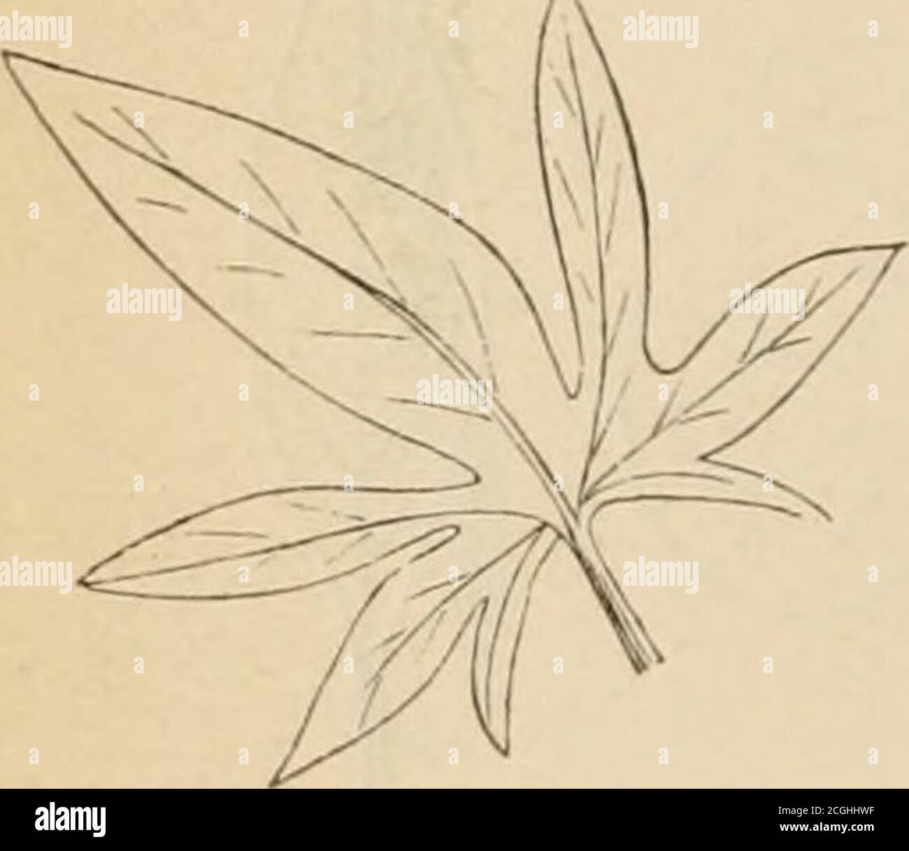 . The elements of structural botany... . 76 ELEMENTS OF STRUCTURAL ...