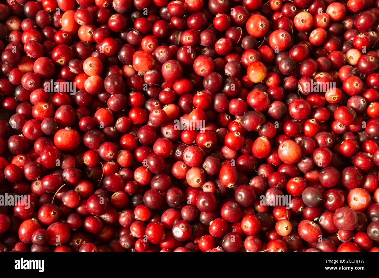 The Beautiful background from red cranberry close-up. Timber berry by ...