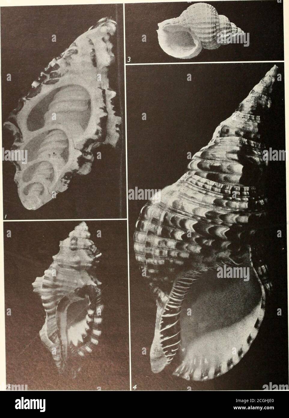 . The shell book . UNICORN SHELLS AND MAGILUS 1 Giant Unicorn ...