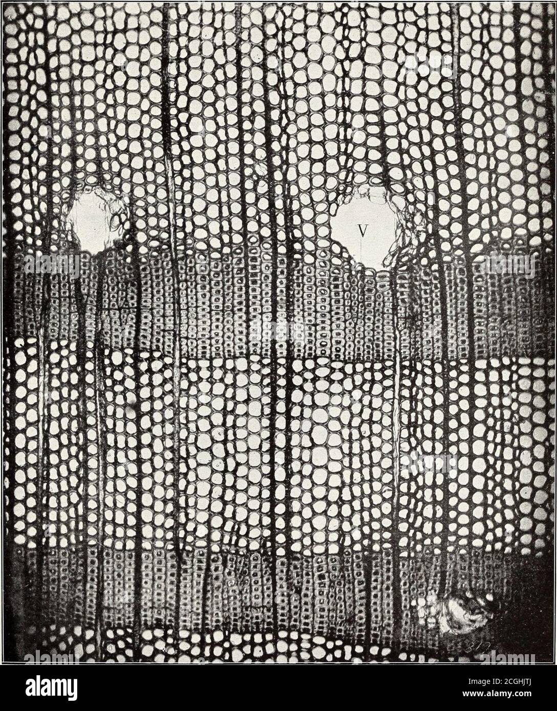 Radial Section Of Pine Wood