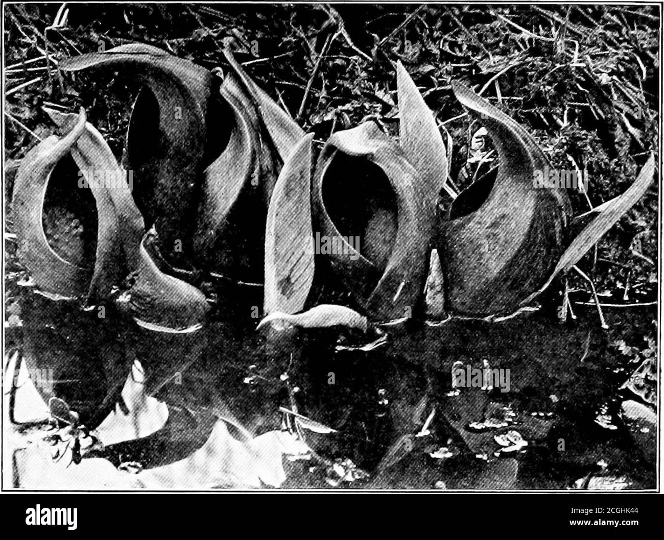 . Through the year with Thoreau . is a stout beaked hood justrising ...