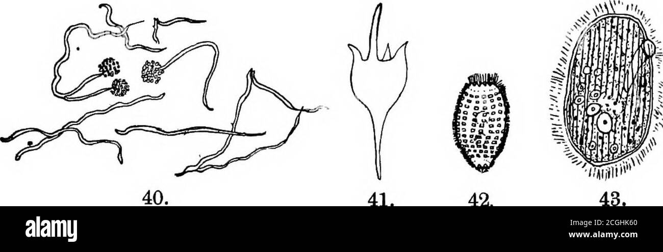 Coleps Black and White Stock Photos & Images - Alamy