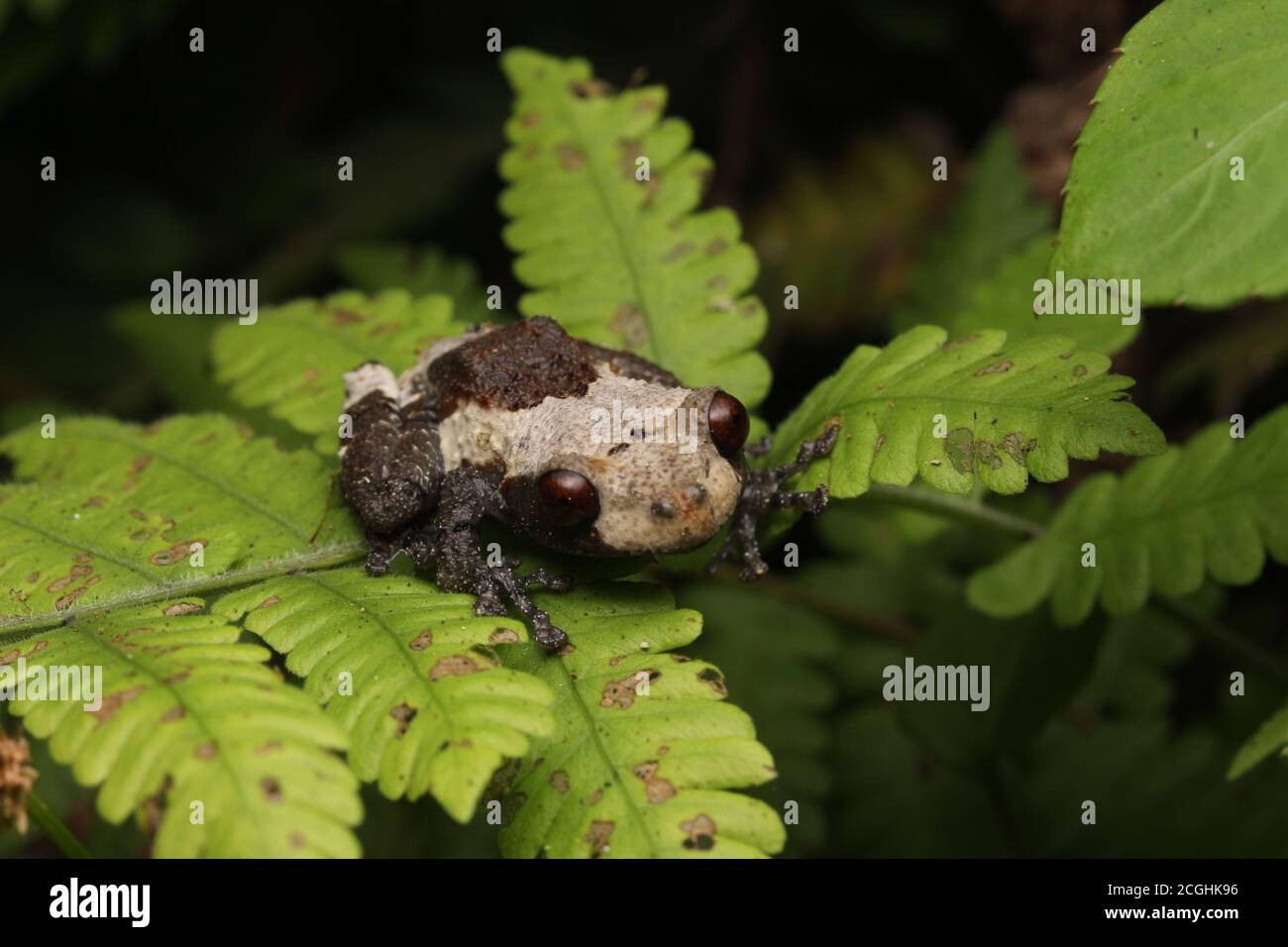 Pied warty frog, Theloderma asperum Stock Photo - Alamy