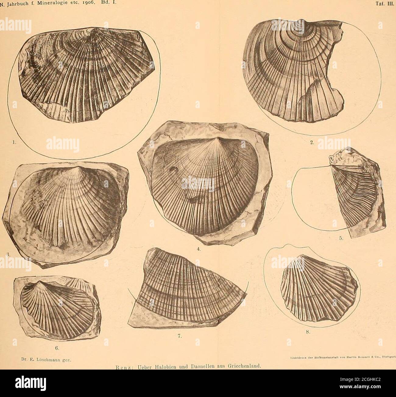 Halobia hi-res stock photography and images - Alamy