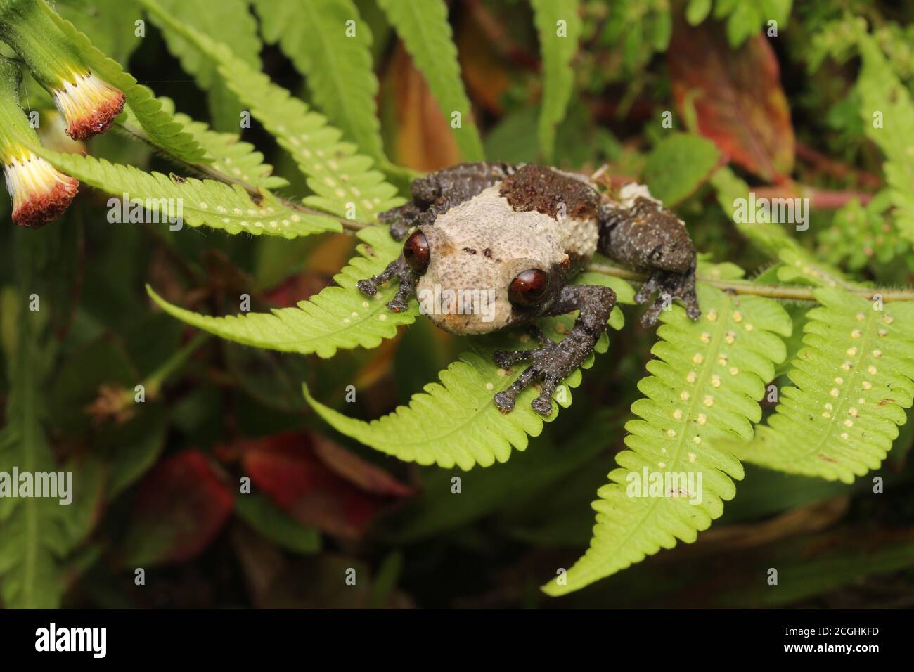 Pied warty frog, Theloderma asperum Stock Photo - Alamy