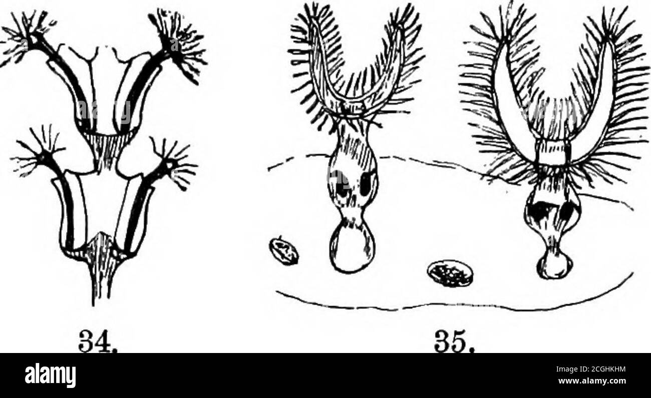 . The analysis of food and drugs . Polyps, Sertularia (33) and ...