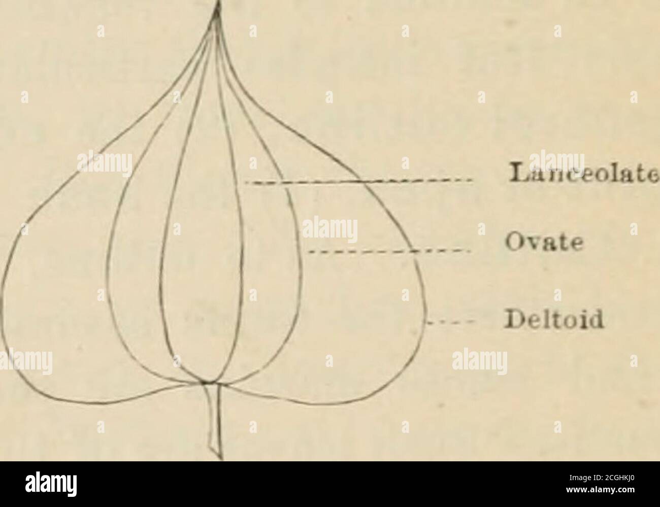 . The elements of structural botany... . Fig. 111. 106. In the second ...