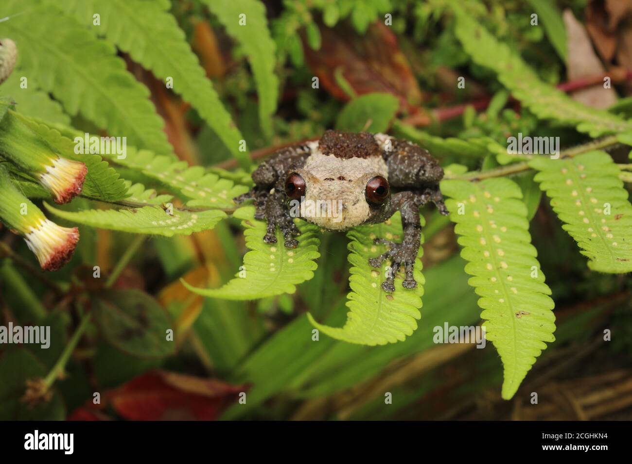 Pied warty frog, Theloderma asperum Stock Photo - Alamy