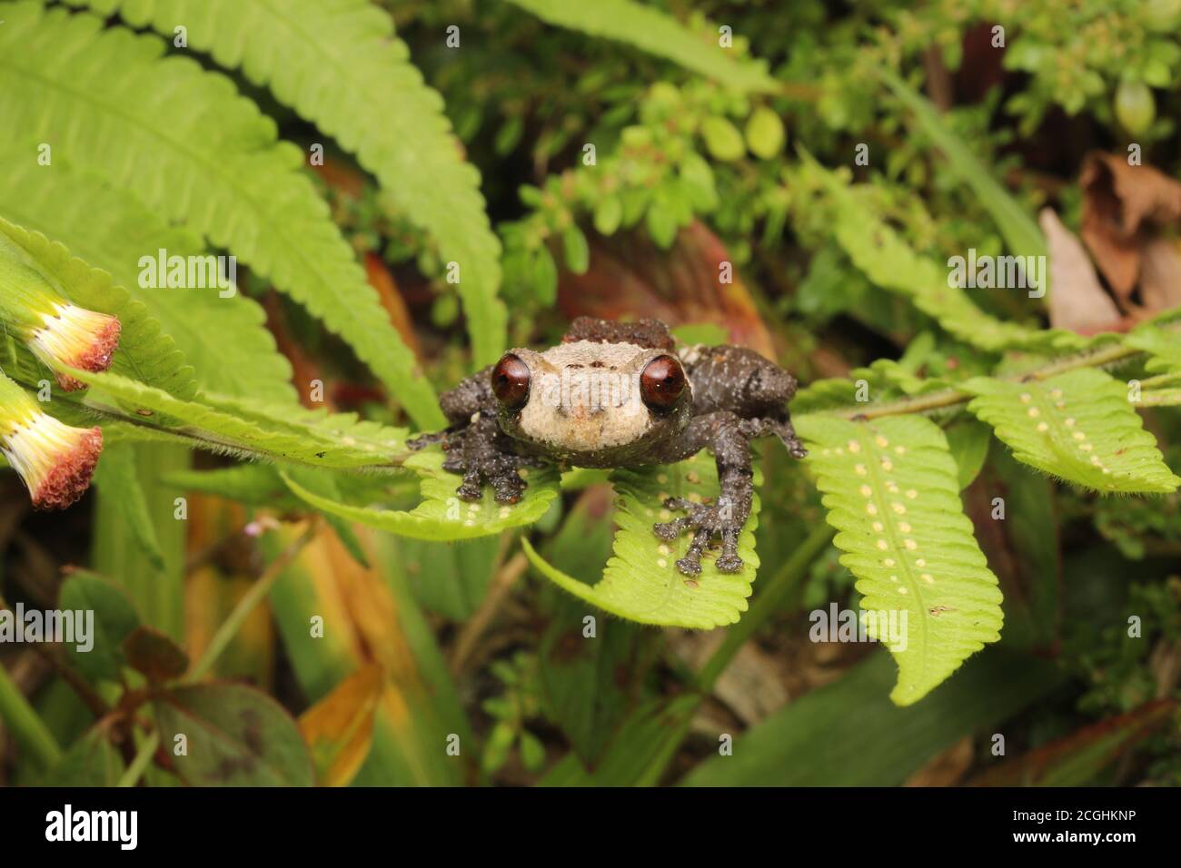 Pied warty frog, Theloderma asperum Stock Photo - Alamy