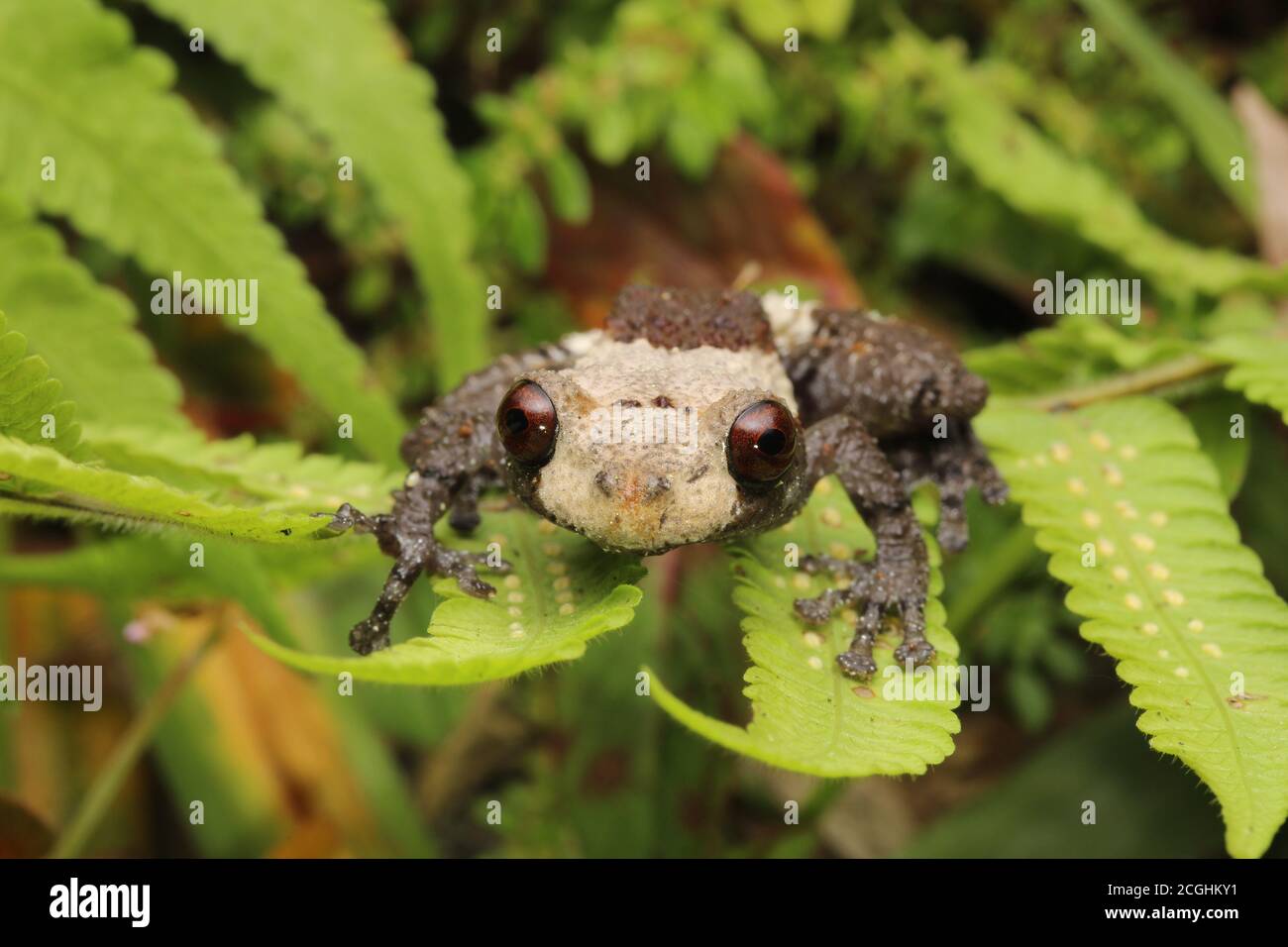 Pied warty frog hi-res stock photography and images - Alamy