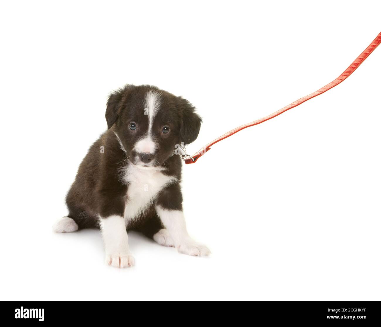 Red sheepdog hi-res stock photography and images - Alamy