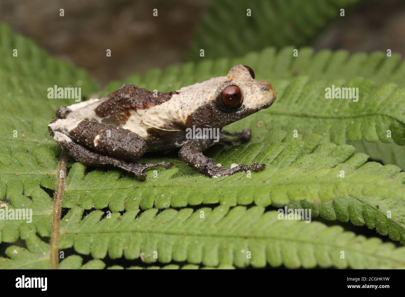 Pied warty frog, Theloderma asperum Stock Photo - Alamy