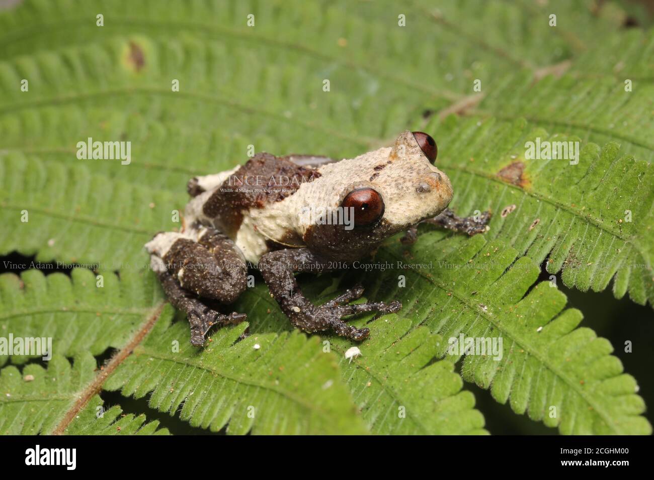 Pied warty frog, Theloderma asperum Stock Photo - Alamy