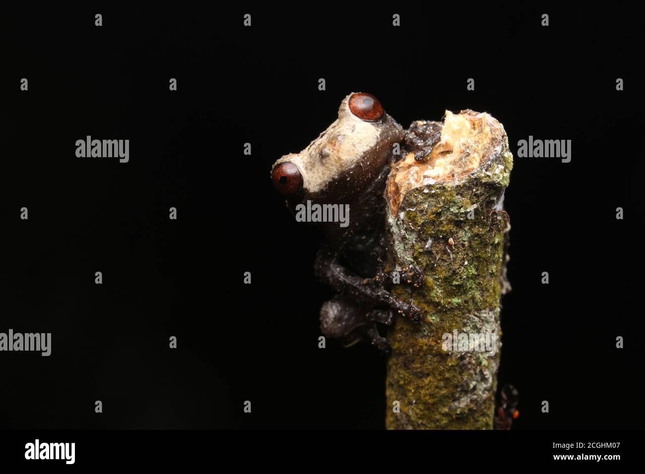 Pied warty frog, Theloderma asperum Stock Photo - Alamy