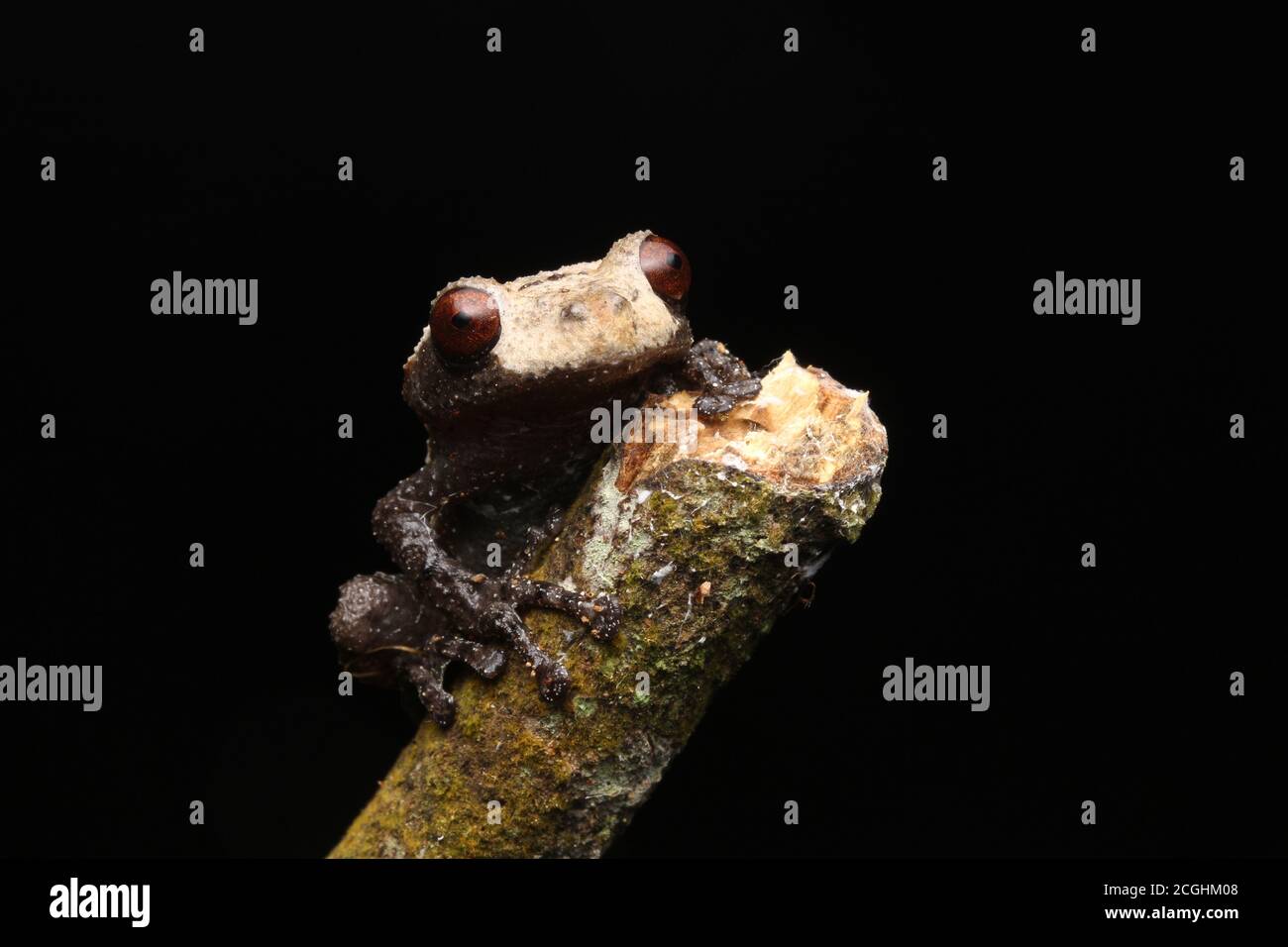 Pied warty frog, Theloderma asperum Stock Photo - Alamy