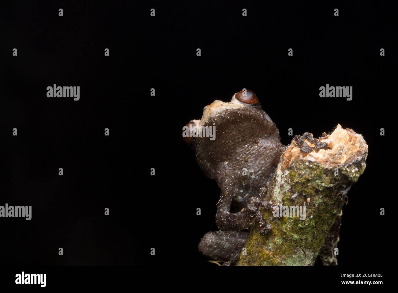 Pied warty frog, Theloderma asperum Stock Photo - Alamy