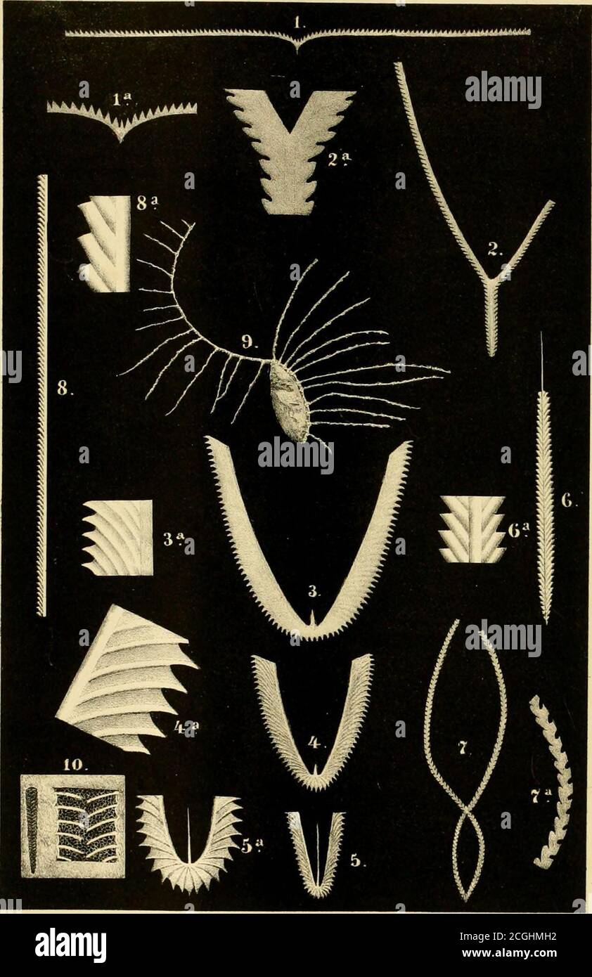 . Prodromus of the paleontology of Victoria; or, Figures and ...