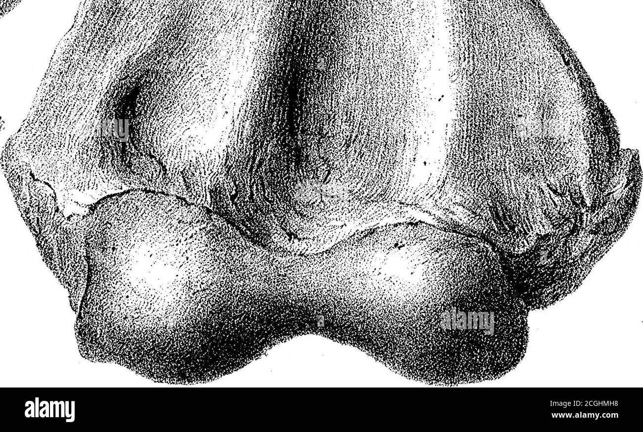 Diprotodon hi-res stock photography and images - Alamy