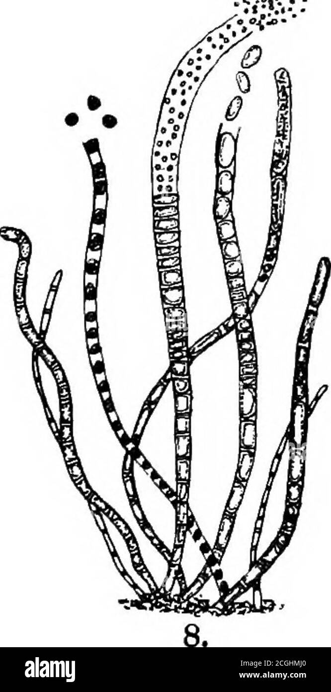 Stagnant water algae Cut Out Stock Images & Pictures - Alamy