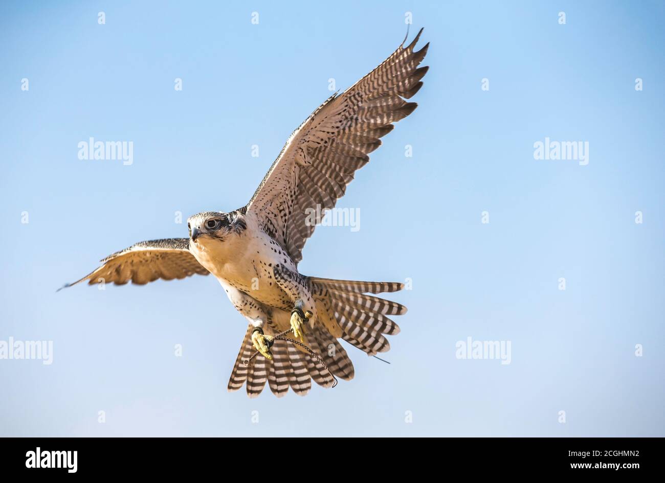 Peregrine Falcon (Falco Peregrinus) in flight against blue sky Stock ...