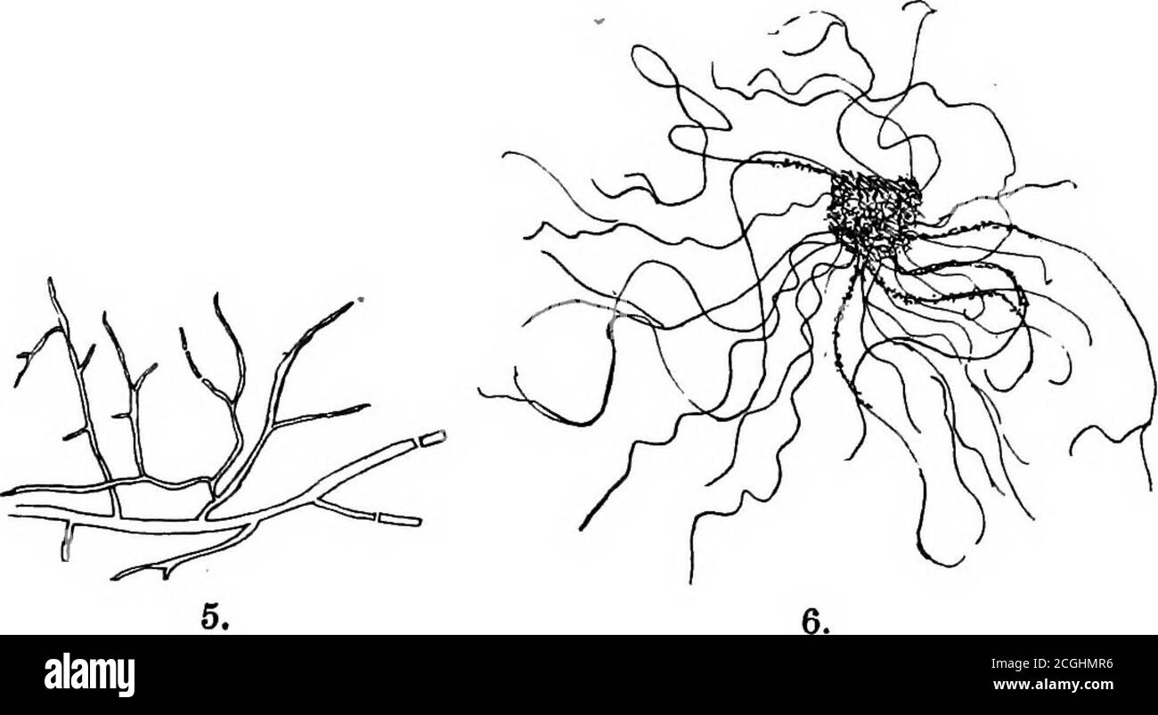 Leptothrix Black and White Stock Photos & Images - Alamy