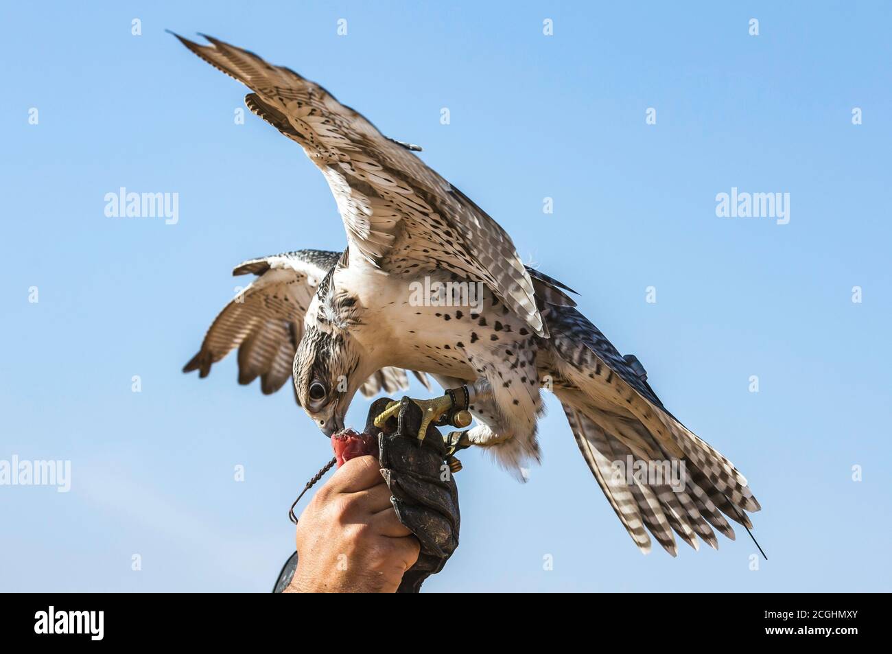 Dubai, UAE, November 19th, 2016: A falconer in traditional outfit ...