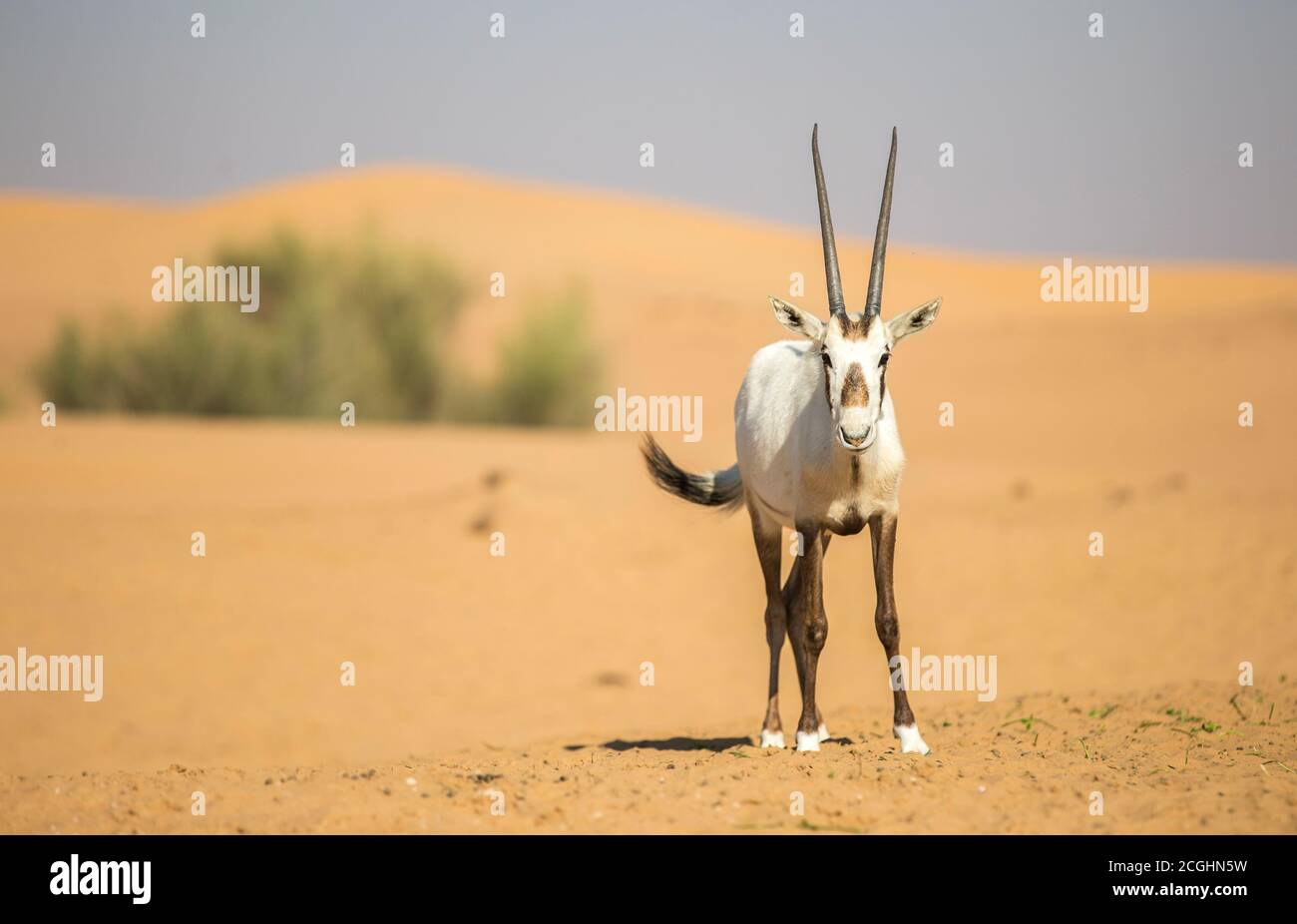 Species of oryx hi-res stock photography and images - Alamy