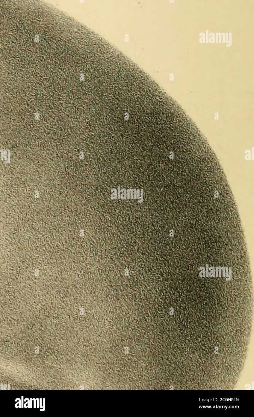 . Prodromus of the paleontology of Victoria; or, Figures and ...
