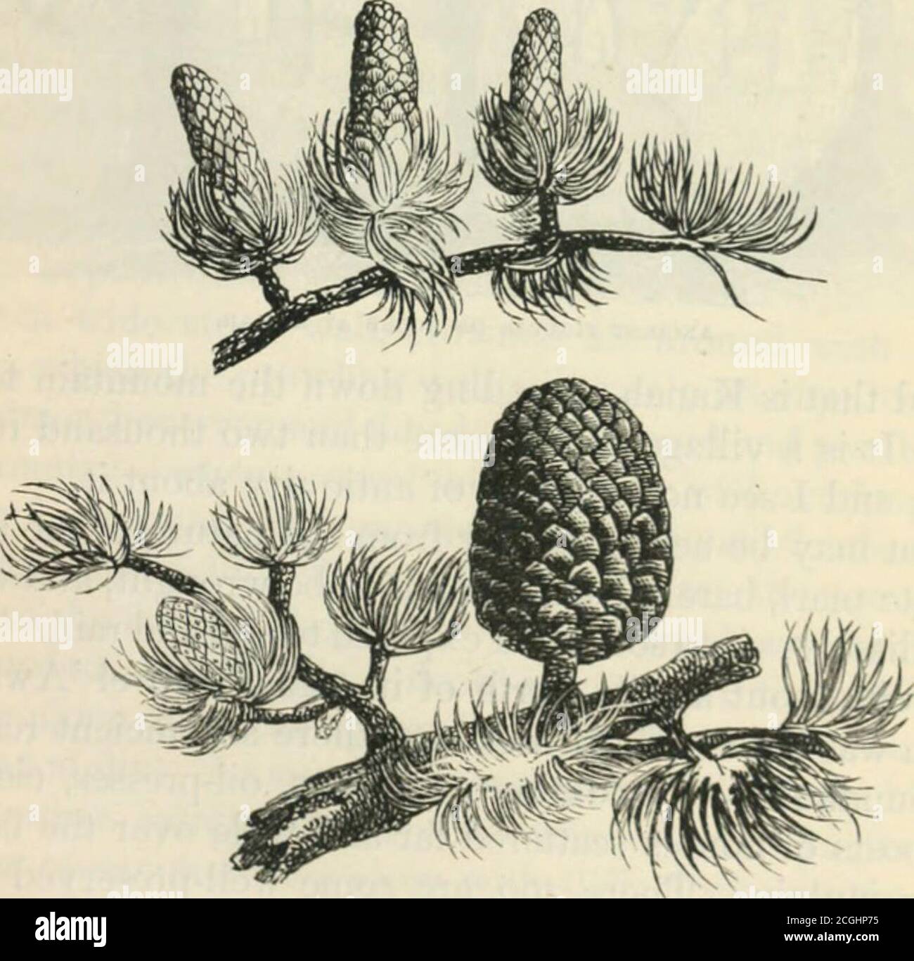 Biblical cedars hi-res stock photography and images - Alamy