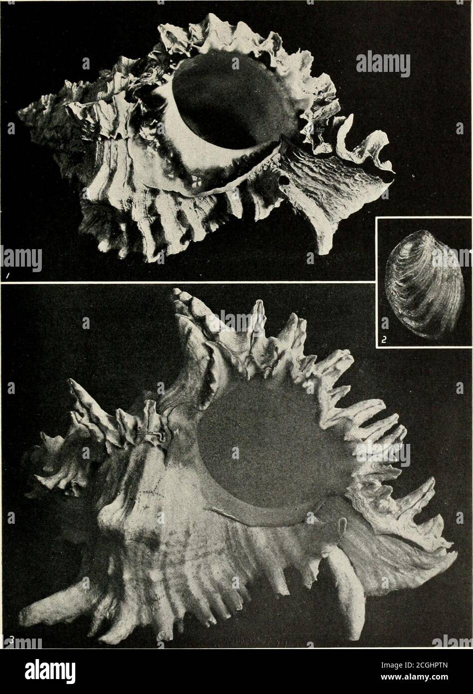 Micro bivalves hi-res stock photography and images - Alamy