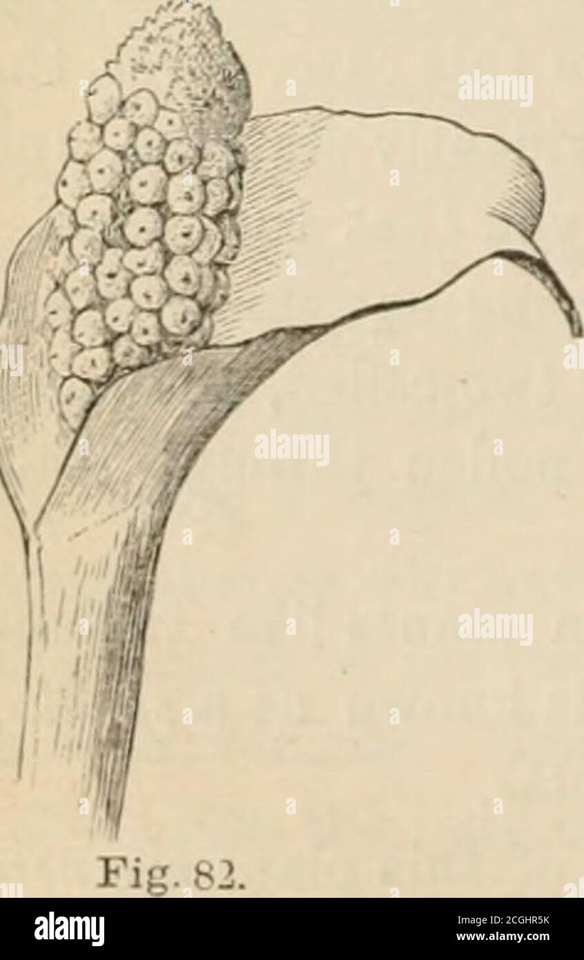 Apocarpous hi-res stock photography and images - Alamy