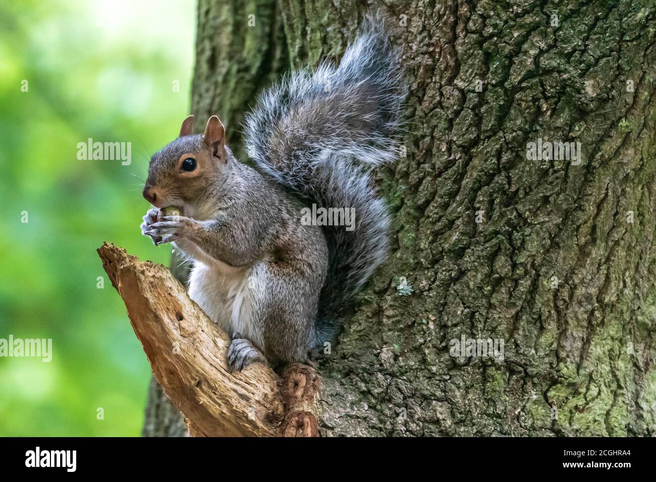 Squirrel with acorn hi-res stock photography and images - Alamy