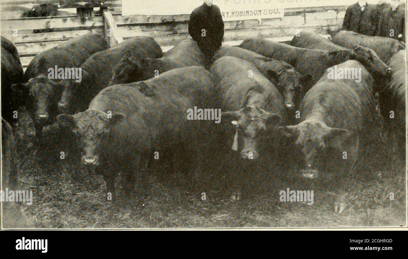 Fat steers hi-res stock photography and images - Alamy