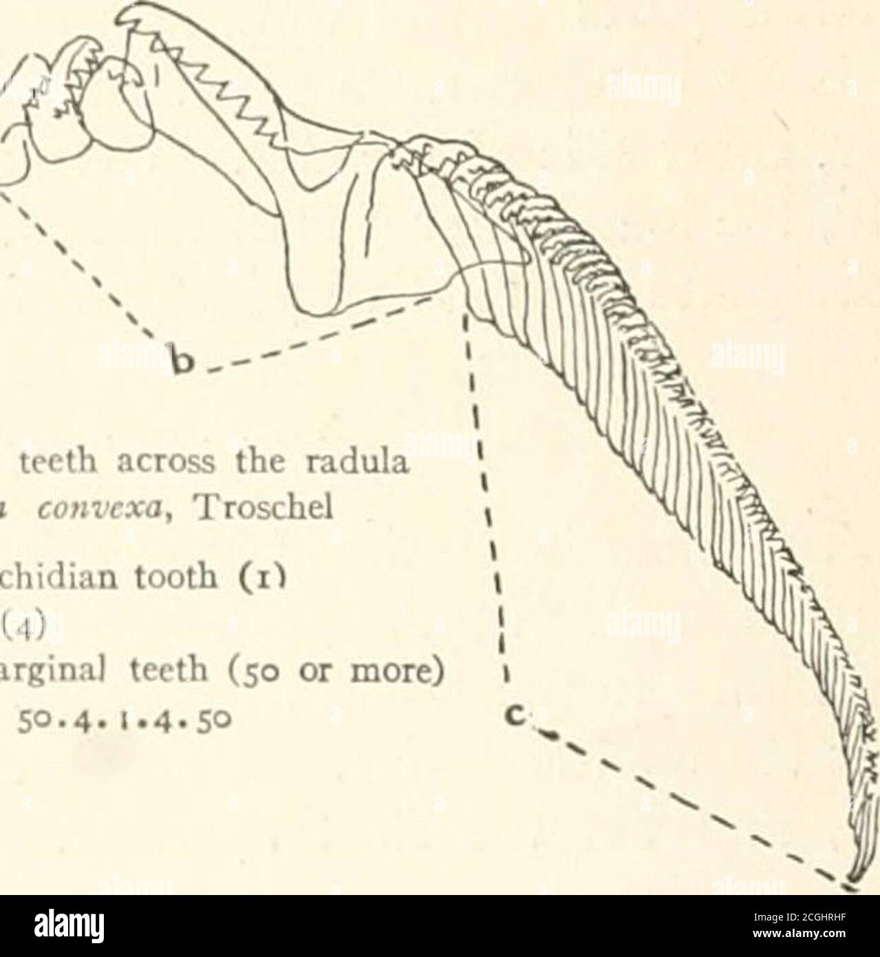 Whorle hi-res stock photography and images - Alamy