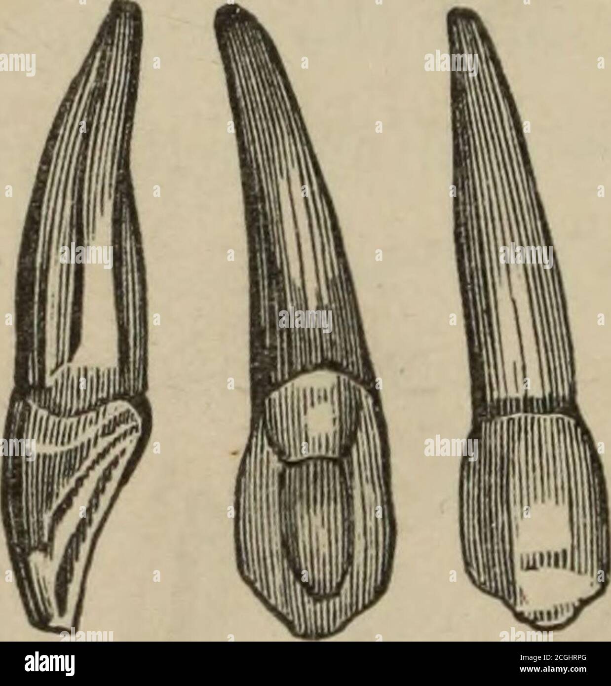 Crow anatomy hi-res stock photography and images - Alamy