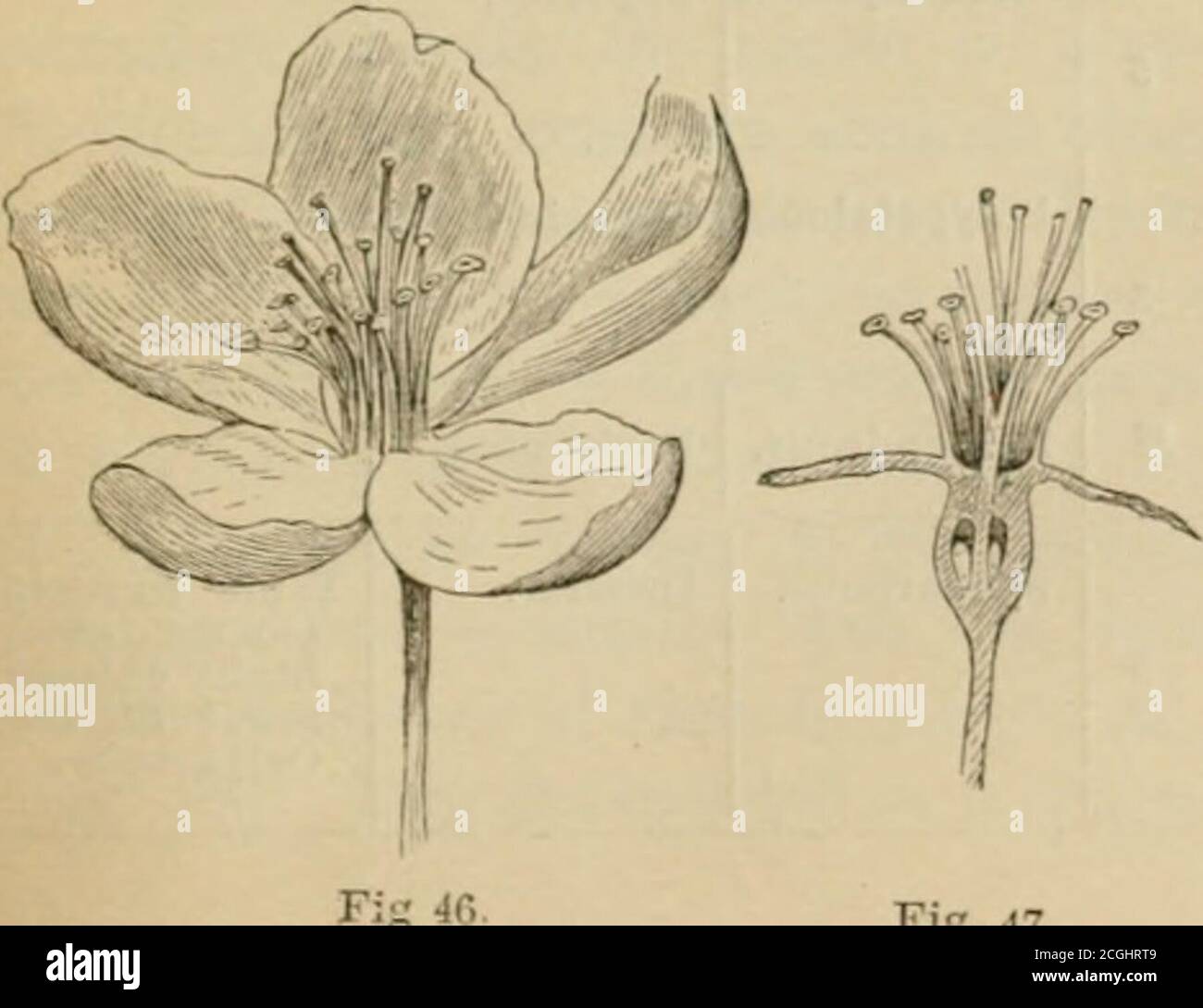 . The elements of structural botany... . OSGAN. NO. COHESION. ADHBSION ...