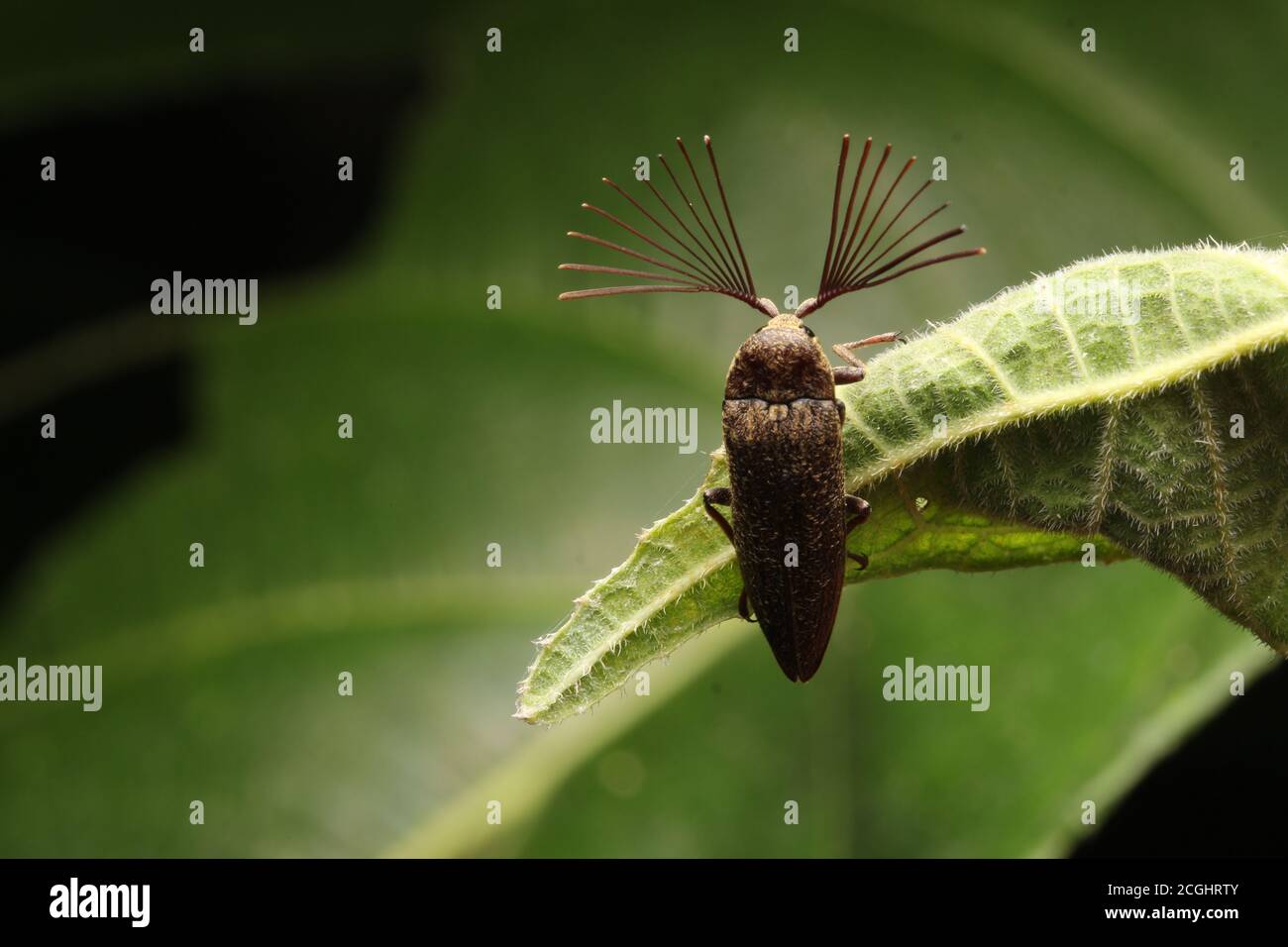 Fan-horned beetle, feather-horned beetle, Rhipicera species Stock Photo ...