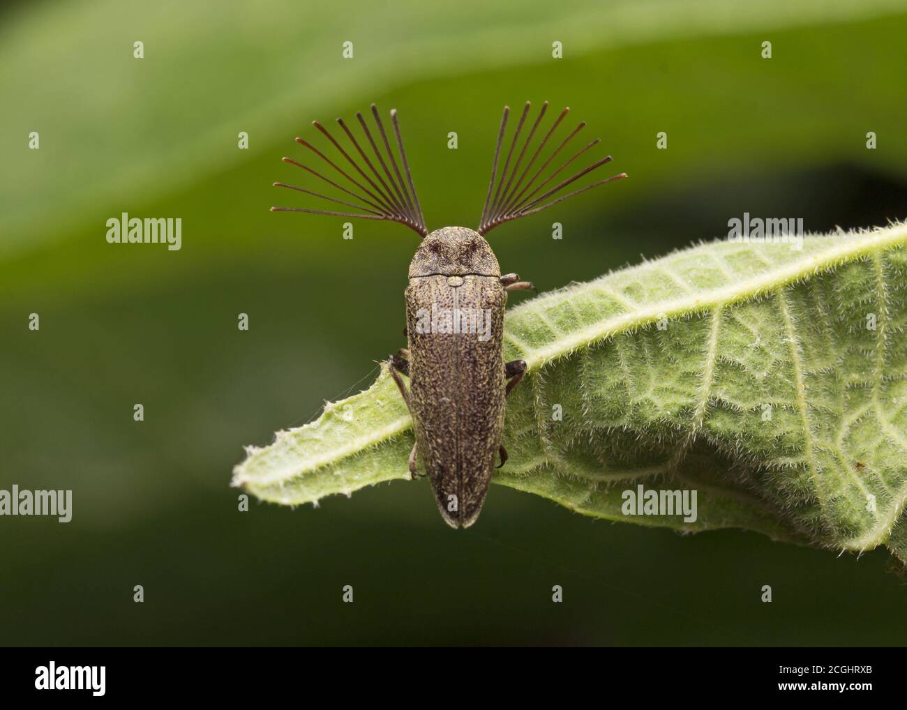 Cicada parasite beetles hi-res stock photography and images - Alamy