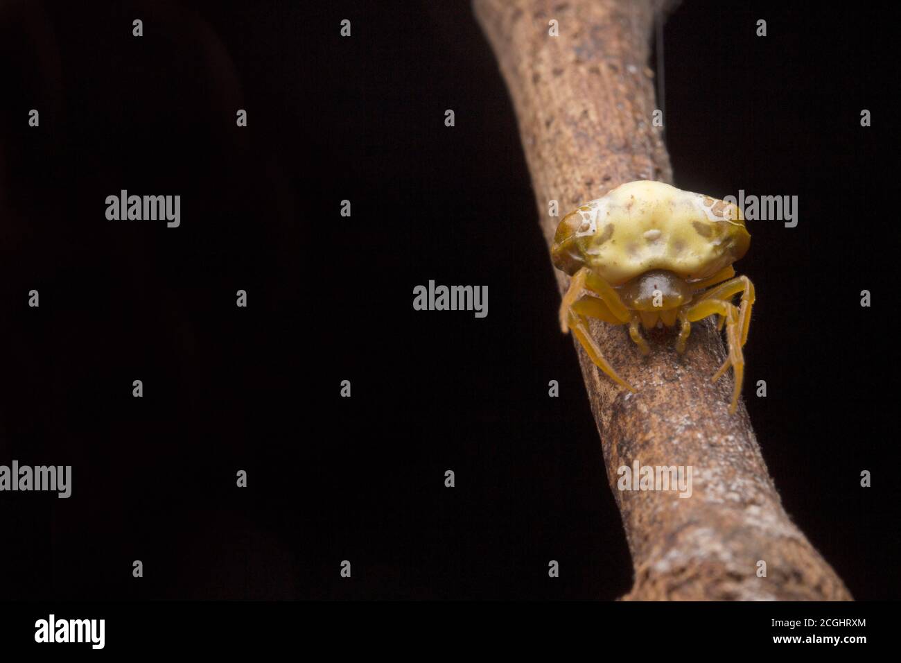 Bird dung spider hi-res stock photography and images - Alamy