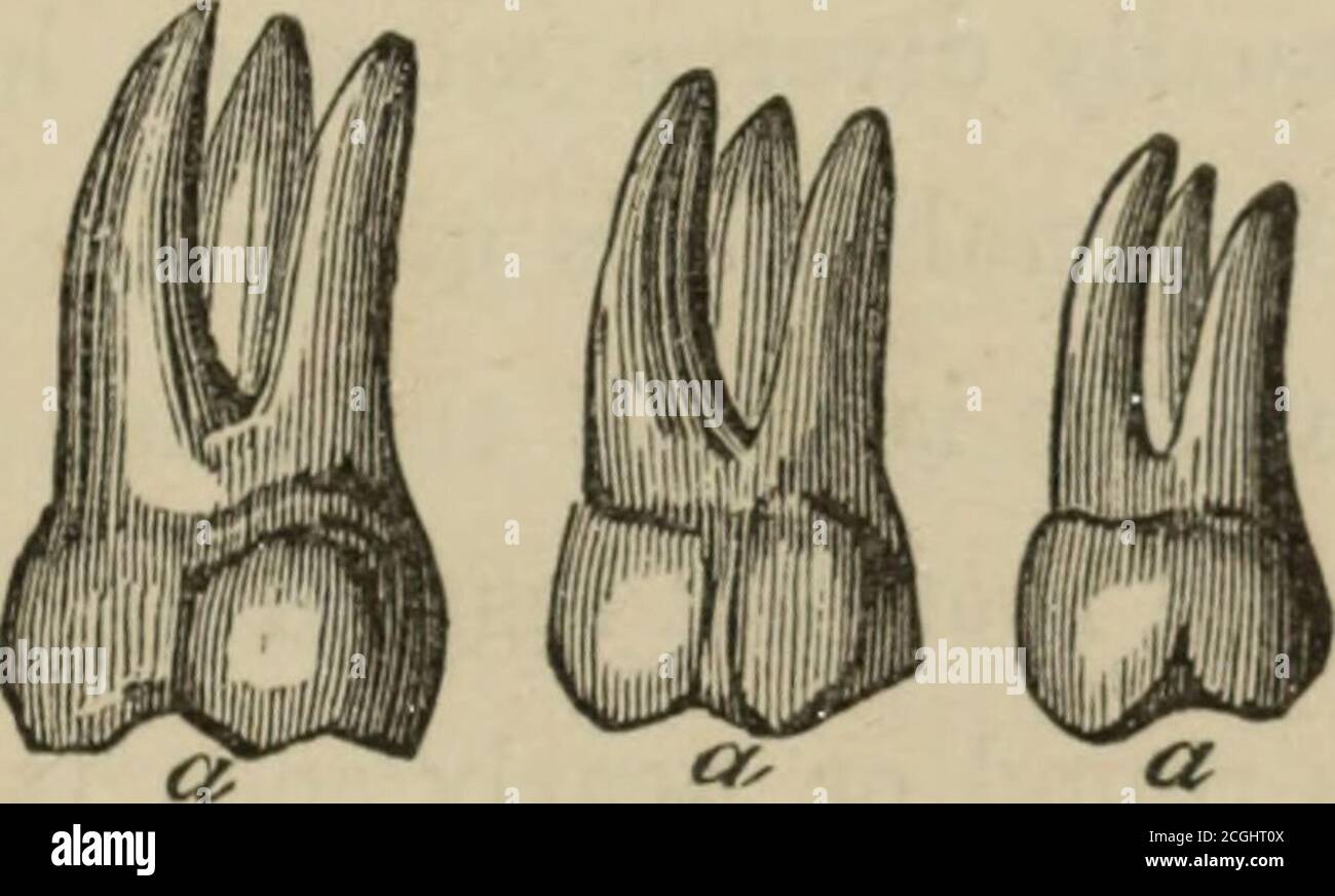 . A manual on extracting teeth, founded on the anatomy of the parts ...