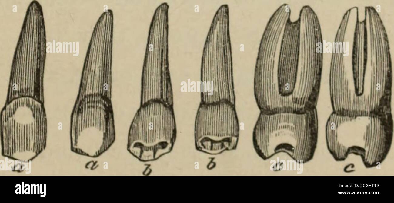 . A manual on extracting teeth, founded on the anatomy of the parts ...