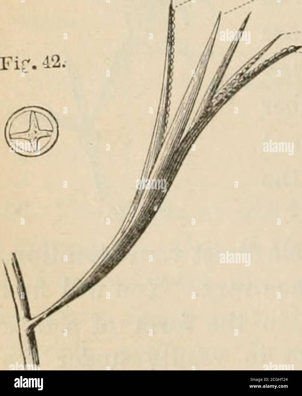 . The elements of structural botany... . corolla consists of four ...