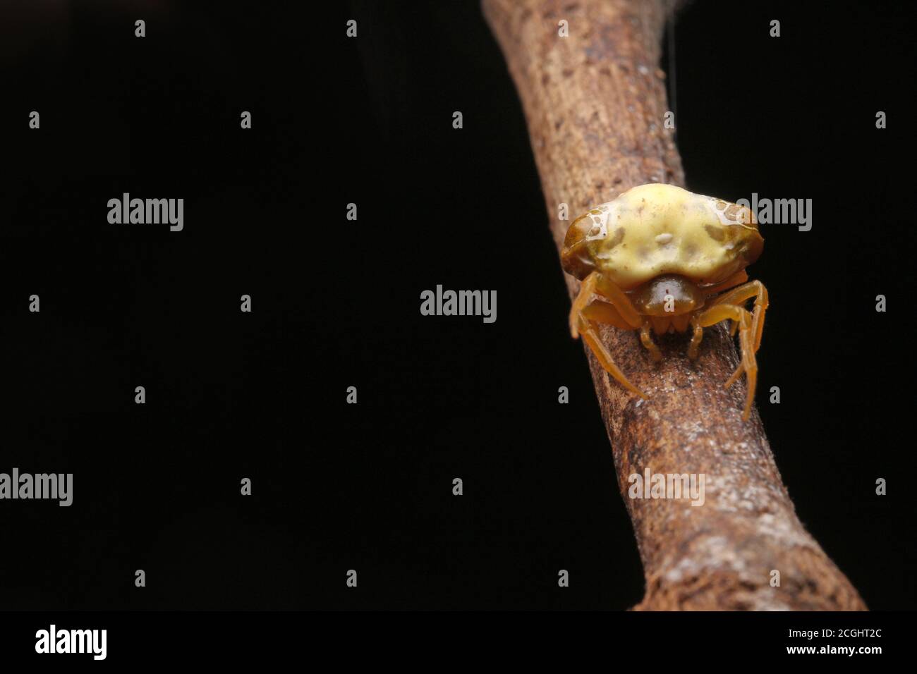 Bird dung spider (Cyrtarachne sp.) looking like a pile of bird dung ...