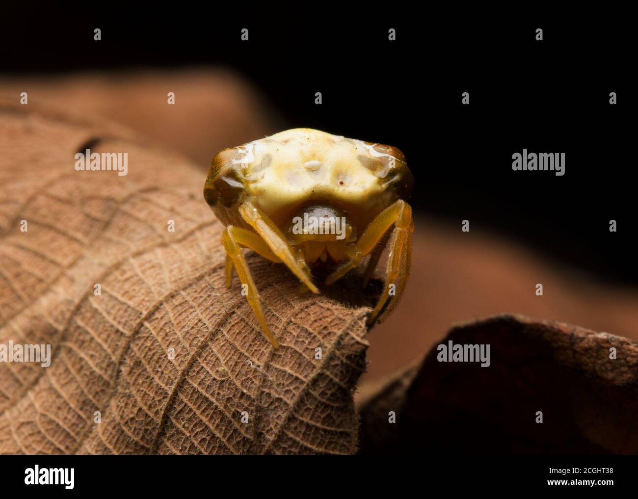 Bird dung spider (Cyrtarachne sp.) looking like a pile of bird dung ...