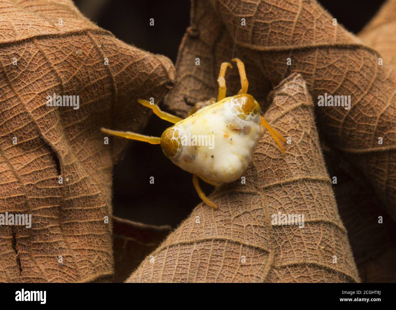 Bird dung spider (Cyrtarachne sp.) looking like a pile of bird dung ...