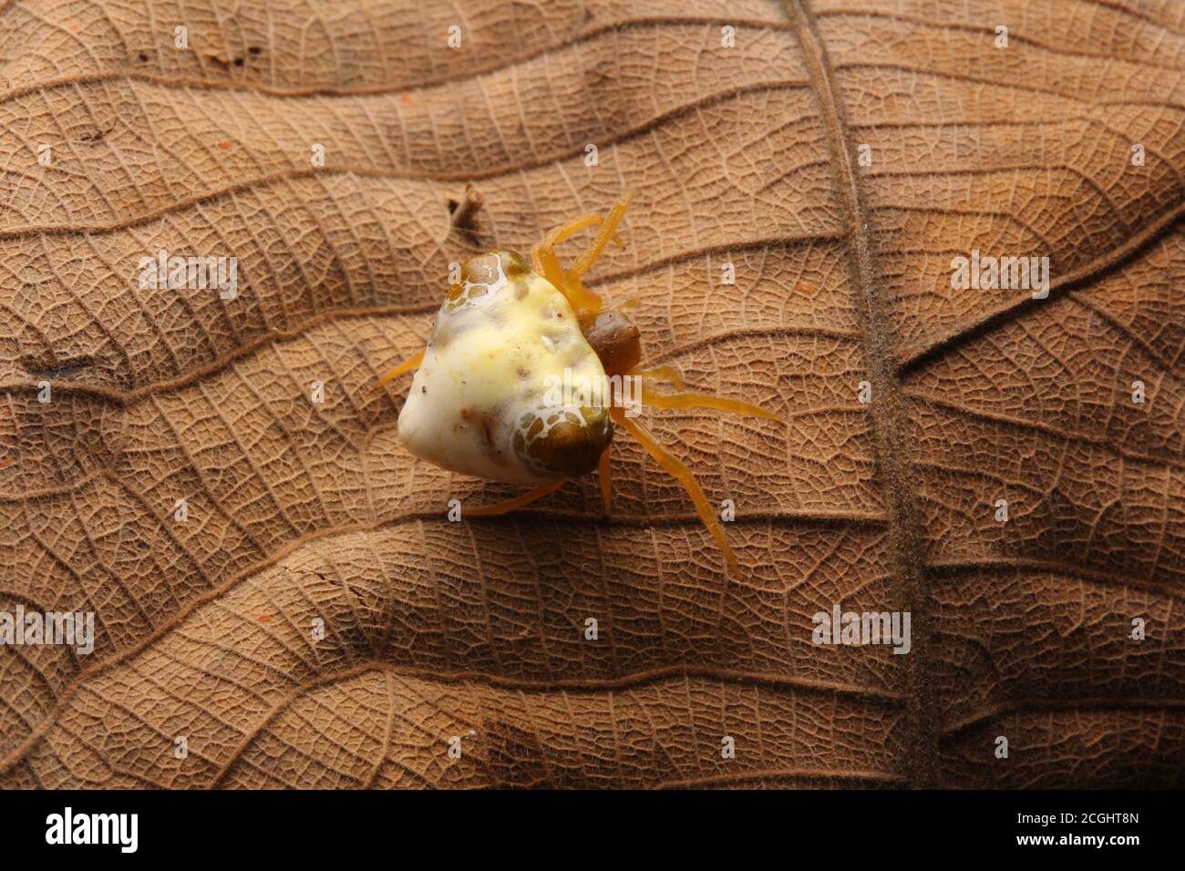 Bird dung spider (Cyrtarachne sp.) looking like a pile of bird dung ...