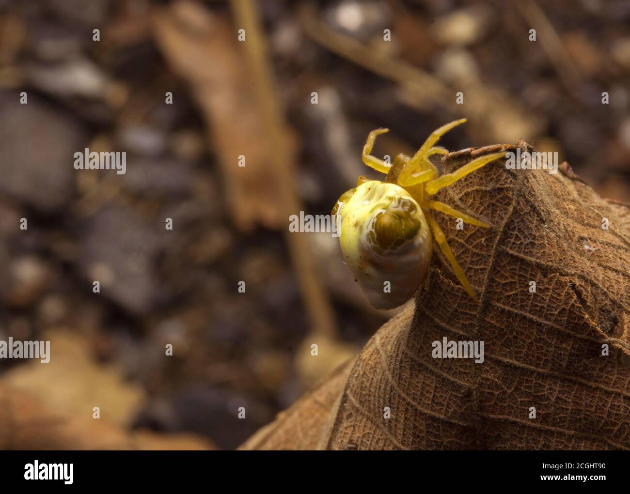 Bird dung spider (Cyrtarachne sp.) looking like a pile of bird dung ...