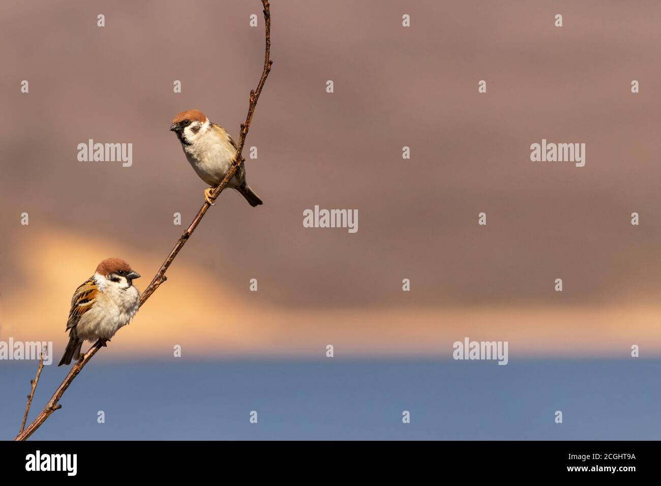 Two sparrows on a tree branch are in dialogue with each other. The male ...